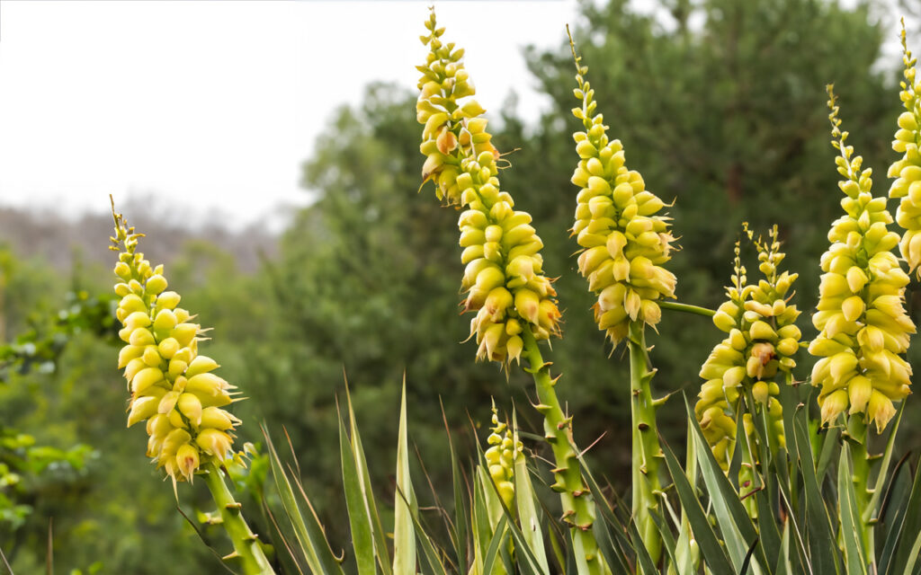 Juka – nelepus naminis augalas - Kambarinesgeles.lt