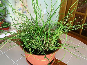 Vikšris - Kambarinesgeles.lt